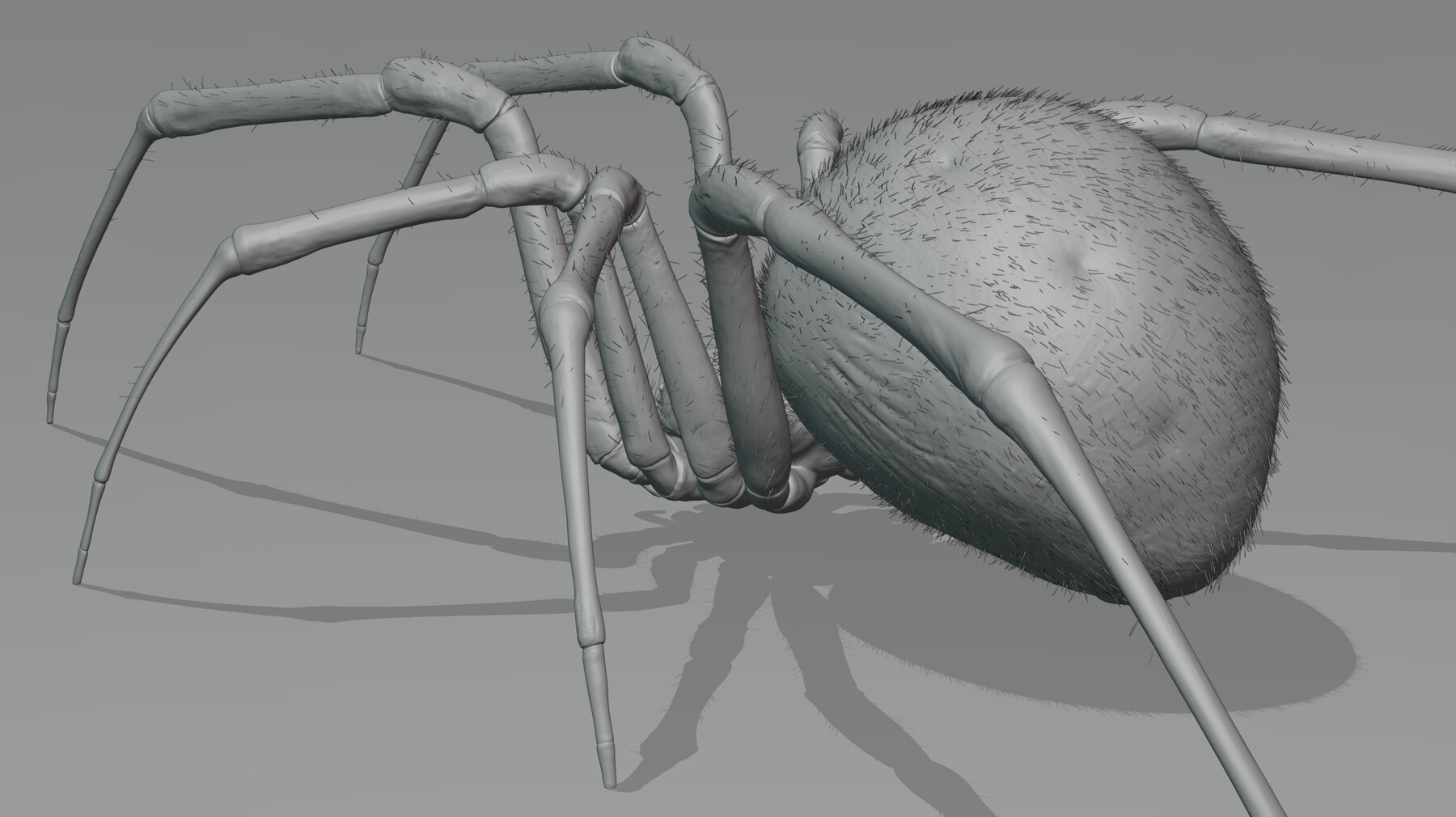 ArtStation - Black widow spider basemesh | Game Assets