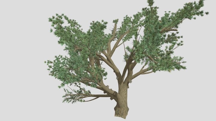 ArtStation - Cedar of Lebanon #01 (FBX) - High Poly Tree (3D Model ...