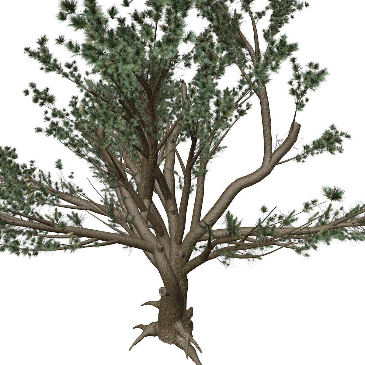 ArtStation - Cedar of Lebanon #02 (FBX) - High Poly Tree (3D Model ...