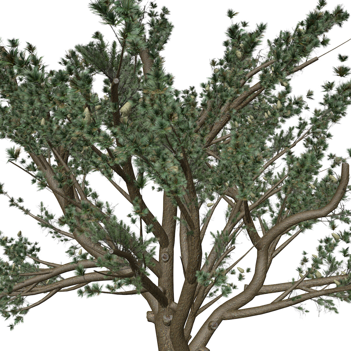 ArtStation - Cedar of Lebanon #03 (FBX) - High Poly Tree (3D Model ...