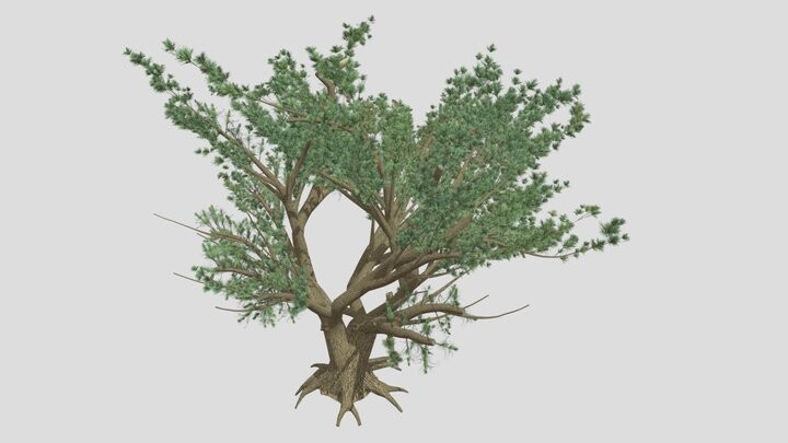 ArtStation - Cedar of Lebanon #05 (FBX) - High Poly Tree (3D Model ...