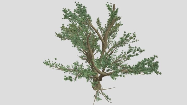 ArtStation - Cedar of Lebanon #06 (FBX) - High Poly Tree (3D Model ...