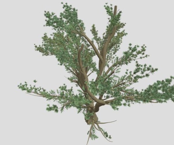ArtStation - Cedar of Lebanon #06 (FBX) - High Poly Tree (3D Model ...