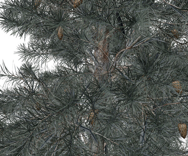 ArtStation - Colorado Blue Spruce #01 (FBX) - High Poly Tree (3D Model ...