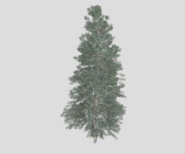 ArtStation - Colorado Blue Spruce #01 (FBX) - High Poly Tree (3D Model ...