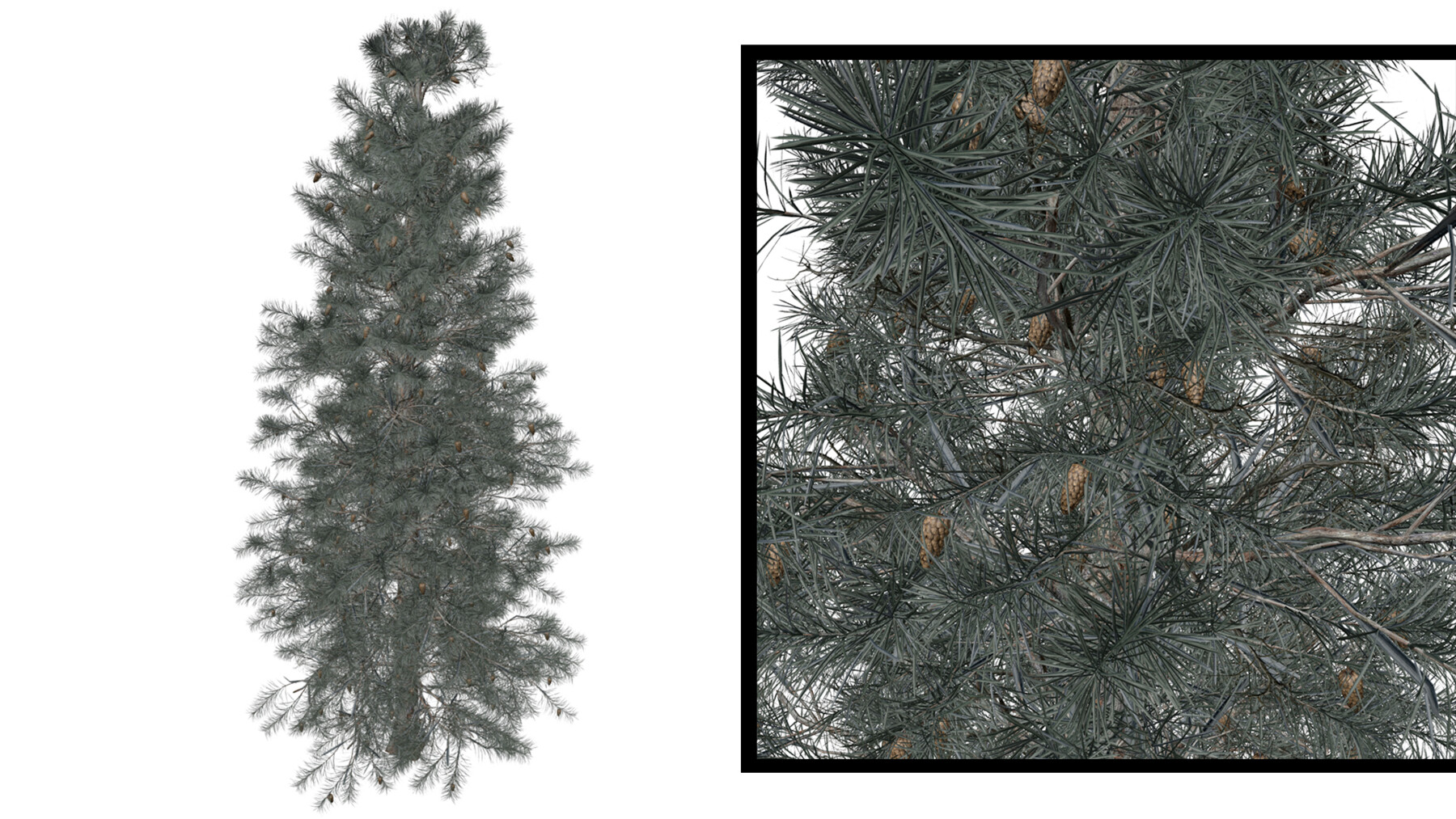 ArtStation - Colorado Blue Spruce #02 (FBX) - High Poly Tree (3D Model ...