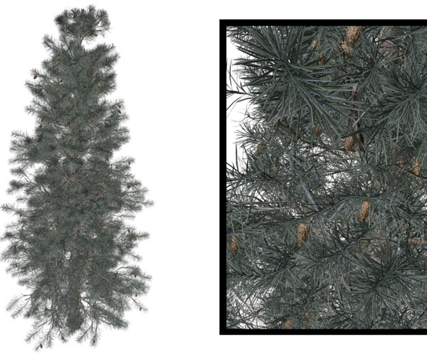 ArtStation - Colorado Blue Spruce #02 (FBX) - High Poly Tree (3D Model ...
