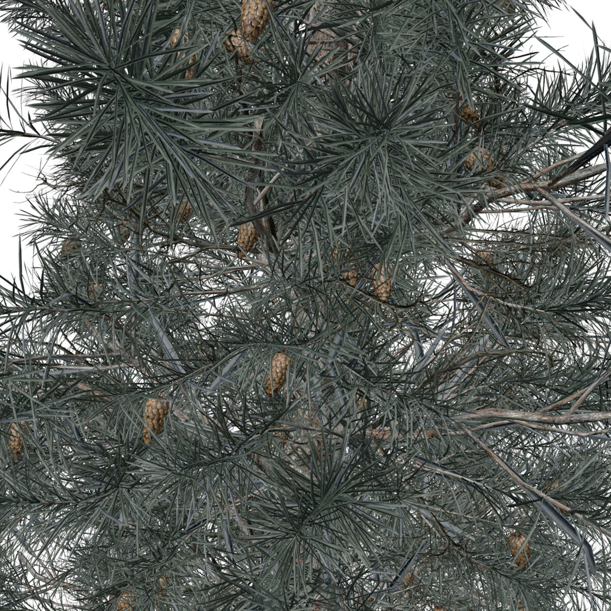 ArtStation - Colorado Blue Spruce #02 (FBX) - High Poly Tree (3D Model ...