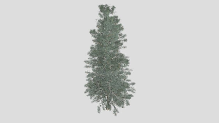 ArtStation - Colorado Blue Spruce #02 (FBX) - High Poly Tree (3D Model ...