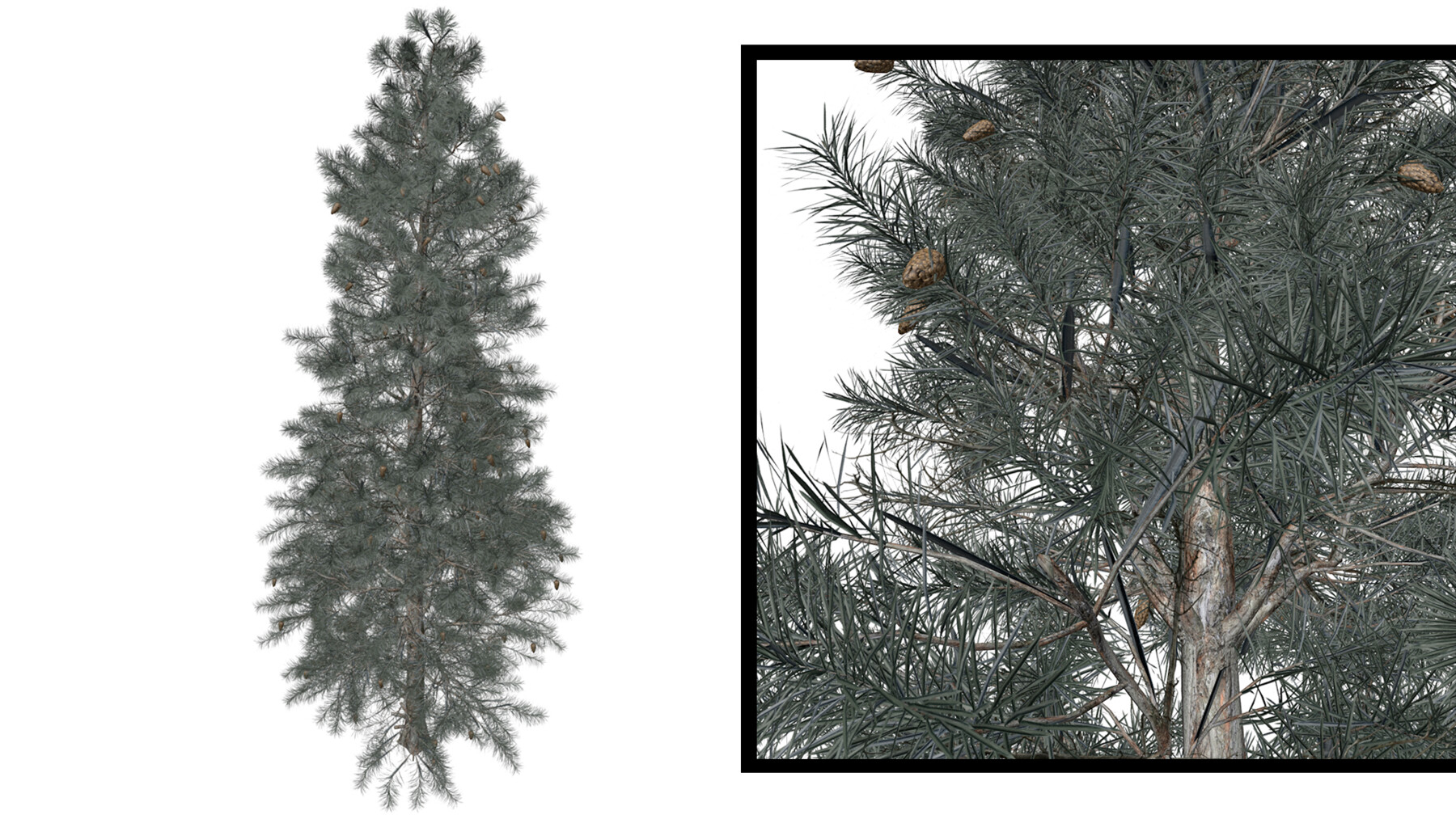 ArtStation - Colorado Blue Spruce #03 (FBX) - High Poly Tree (3D Model ...