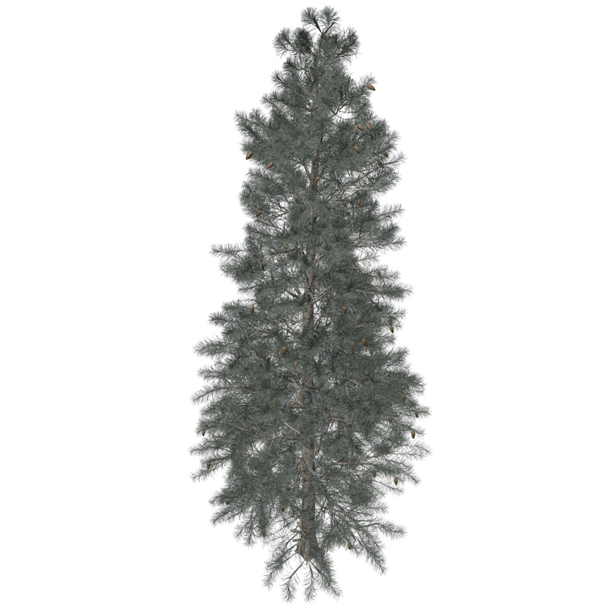 ArtStation - Colorado Blue Spruce #03 (FBX) - High Poly Tree (3D Model ...