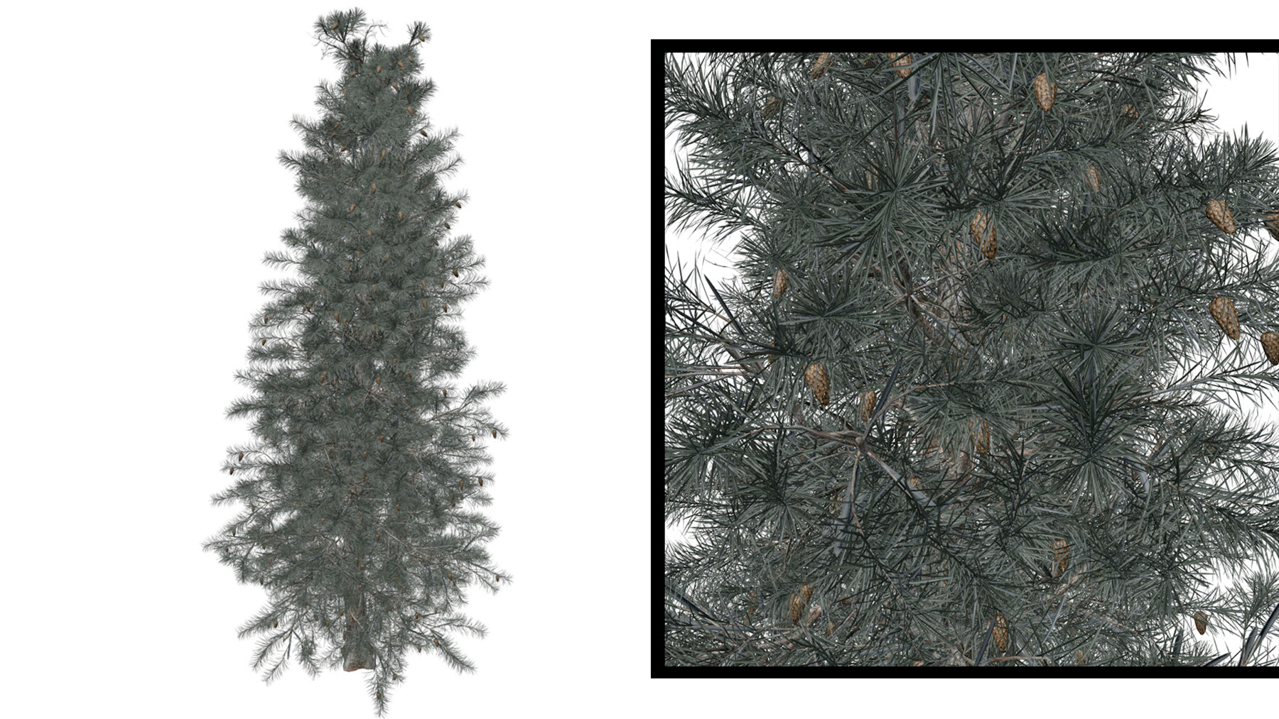 ArtStation - Colorado Blue Spruce #04 (FBX) - High Poly Tree (3D Model ...
