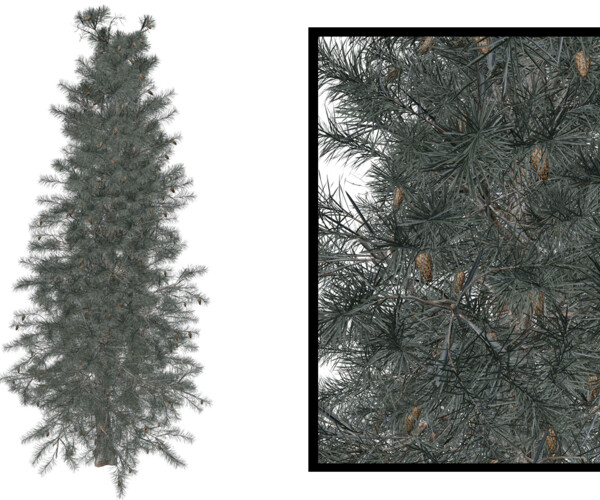 ArtStation - Colorado Blue Spruce #04 (FBX) - High Poly Tree (3D Model ...