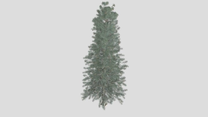ArtStation - Colorado Blue Spruce #04 (FBX) - High Poly Tree (3D Model ...
