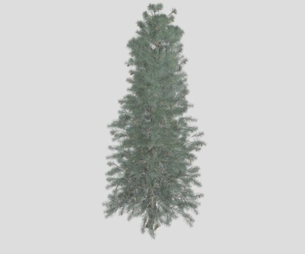 ArtStation - Colorado Blue Spruce #04 (FBX) - High Poly Tree (3D Model ...