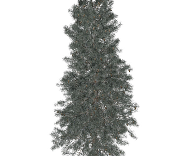 ArtStation - Colorado Blue Spruce #06 (FBX) - High Poly Tree (3D Model ...