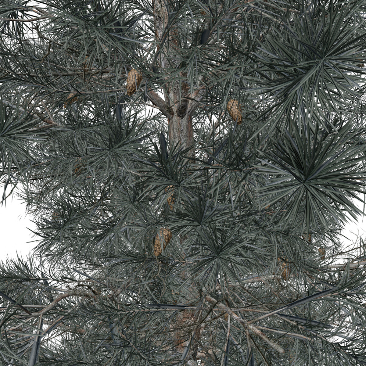 ArtStation - Colorado Blue Spruce #08 (FBX) - High Poly Tree (3D Model ...