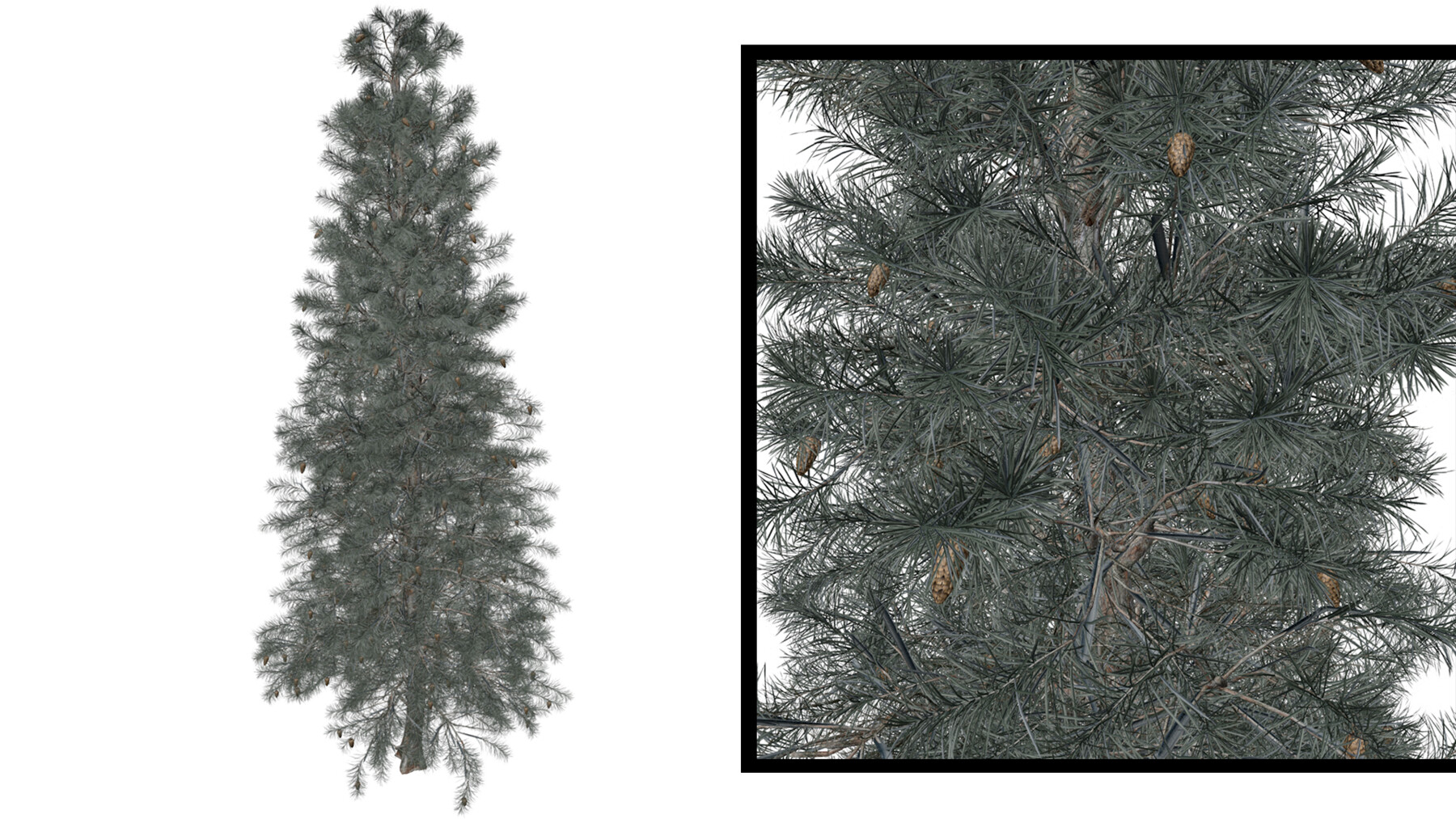 ArtStation - Colorado Blue Spruce #09 (FBX) - High Poly Tree (3D Model ...