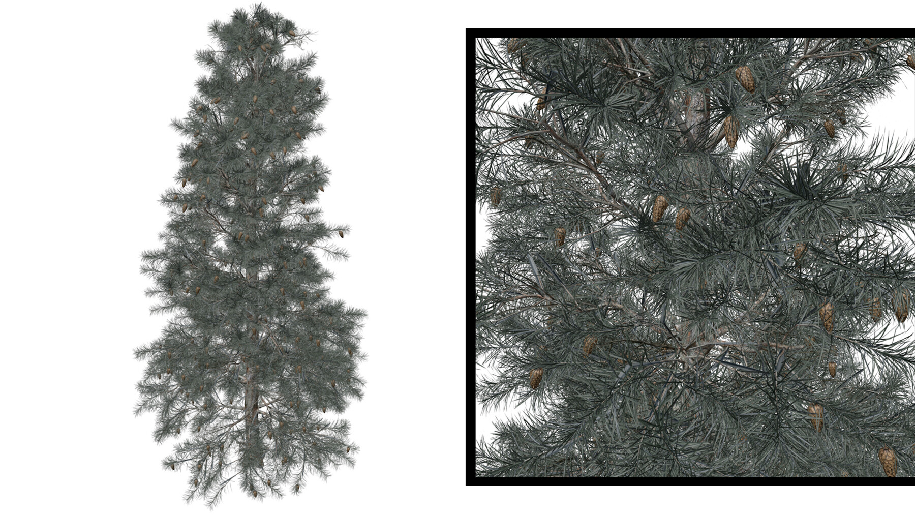 ArtStation - Colorado Blue Spruce #10 (FBX) - High Poly Tree (3D Model ...