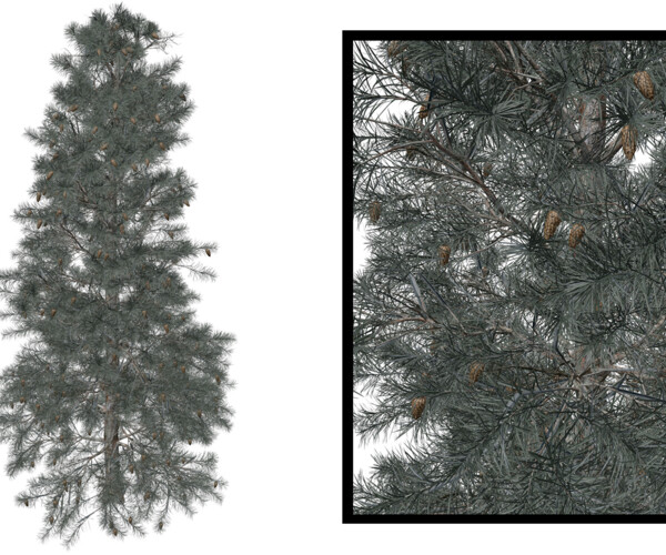 ArtStation - Colorado Blue Spruce #10 (FBX) - High Poly Tree (3D Model ...