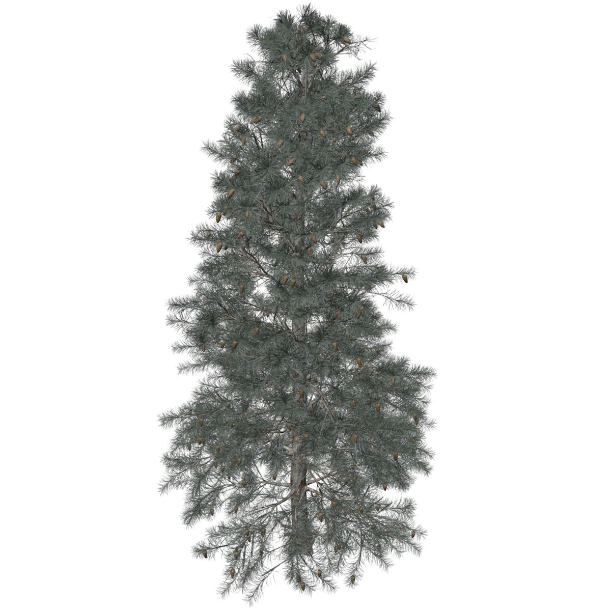 ArtStation - Colorado Blue Spruce #10 (FBX) - High Poly Tree (3D Model ...