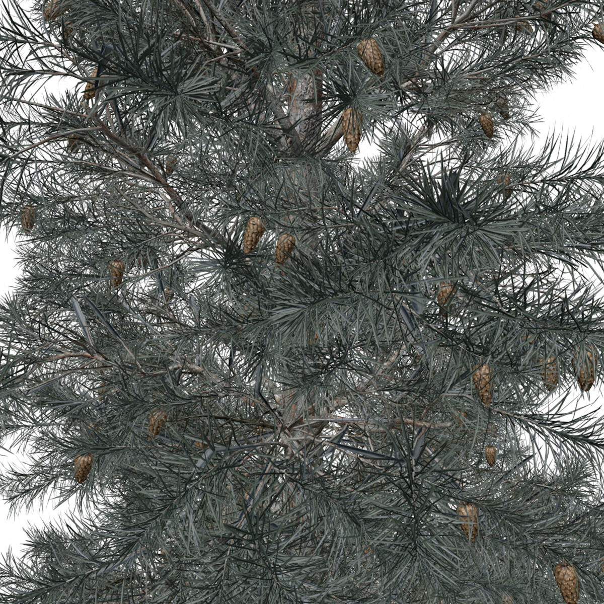 ArtStation - Colorado Blue Spruce #10 (FBX) - High Poly Tree (3D Model ...
