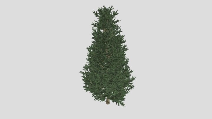ArtStation - Fraser Fir #01 (FBX) - High Poly Tree (3D Model) | Game Assets