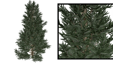 ArtStation - Huangshan Pine #03 (FBX) - High Poly Tree (3D Model ...