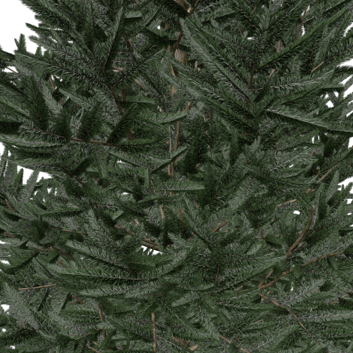 ArtStation - Fraser Fir #04 (FBX) - High Poly Tree (3D Model) | Game Assets