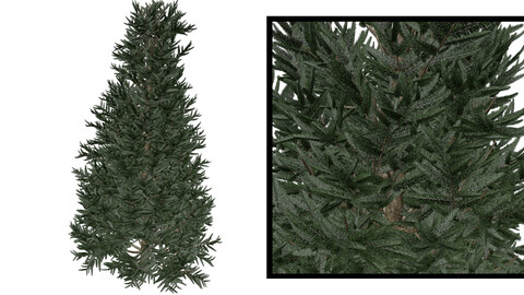 ArtStation - Douglas Fir #04 (FBX) - High Poly Tree (3D Model) | Resources