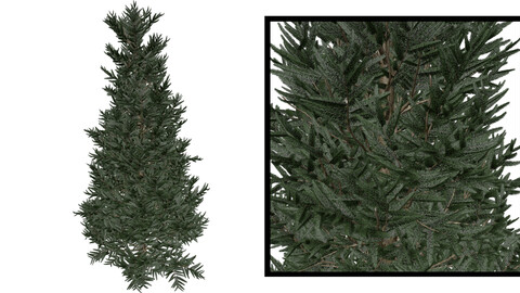 ArtStation - Bald Cypress #07 (FBX) - High Poly Tree (3D Model) | Game ...