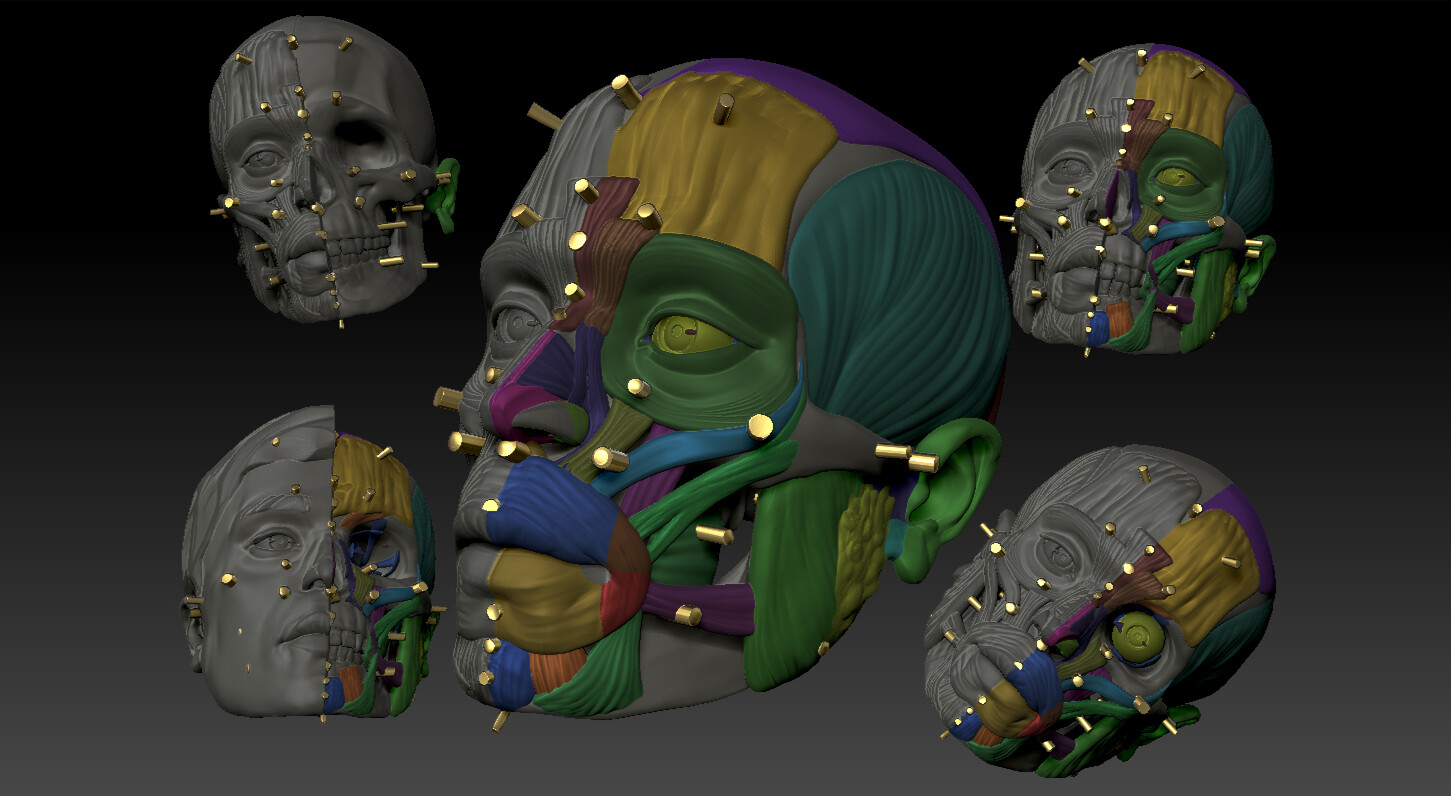 ArtStation - head skull anatomy muscles | Resources