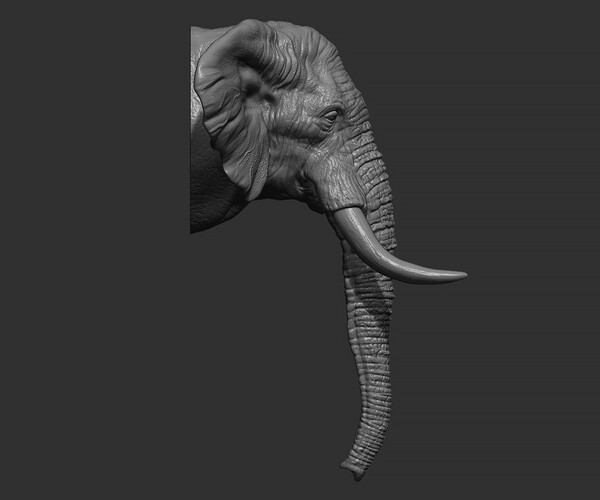 ArtStation - Elephant head with tusks | Resources