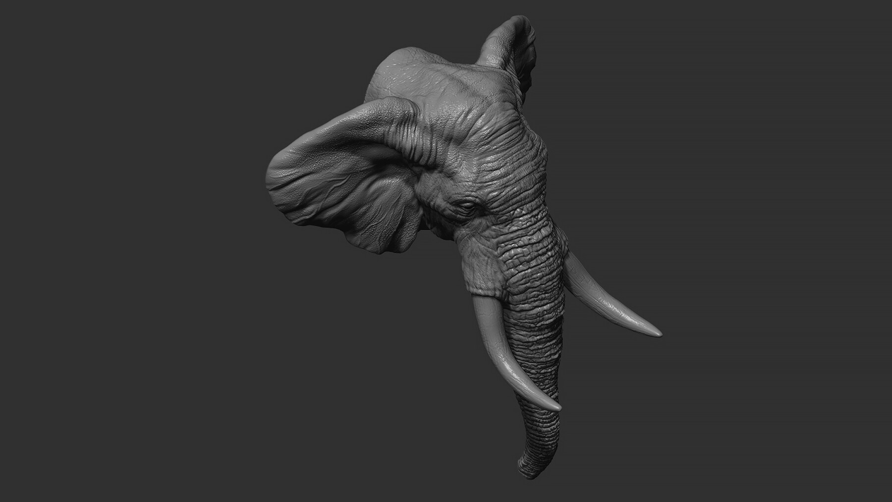 ArtStation - Elephant head with tusks | Resources