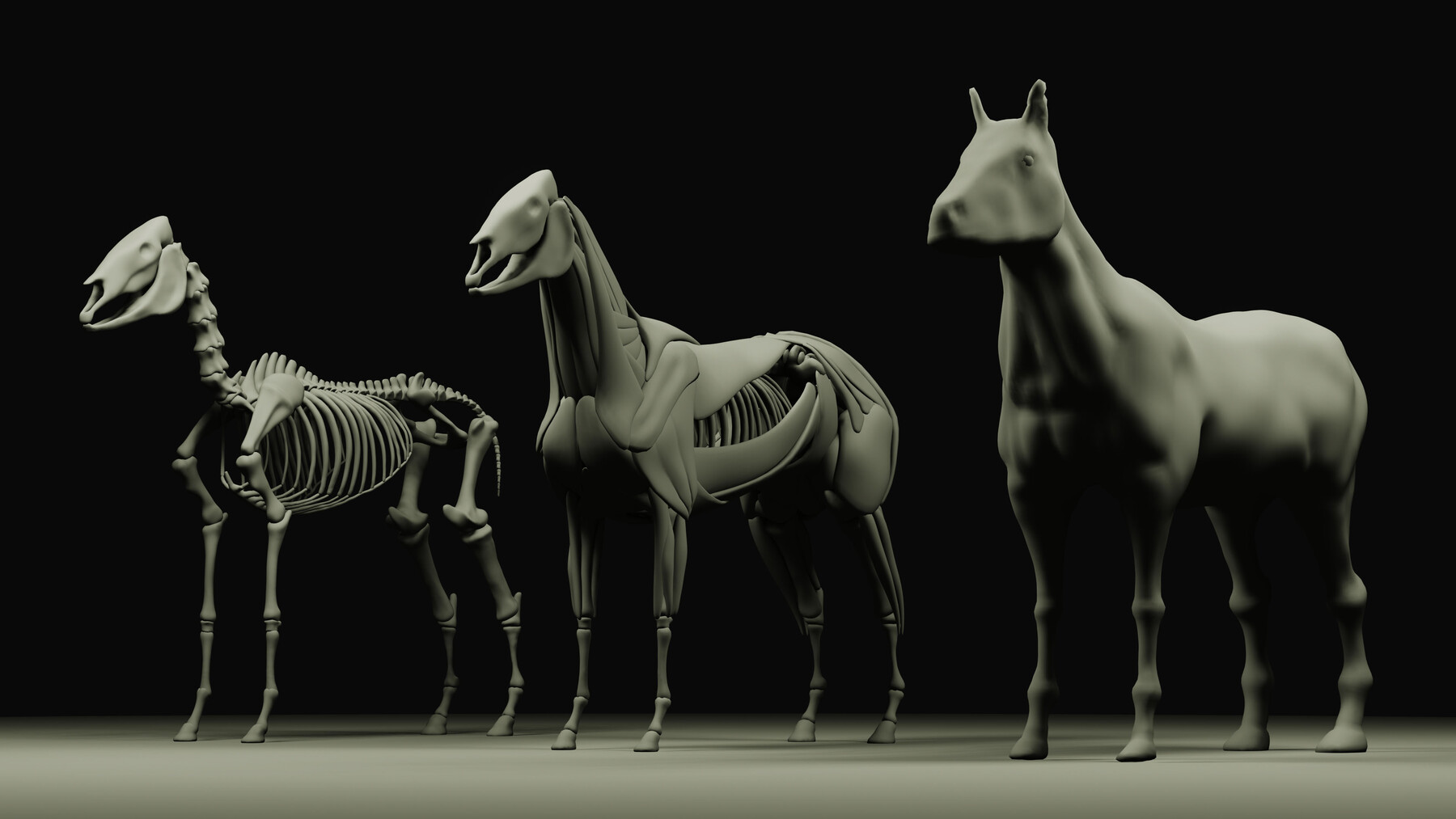 ArtStation - Beginner Horse Anatomy Model Kit | Resources