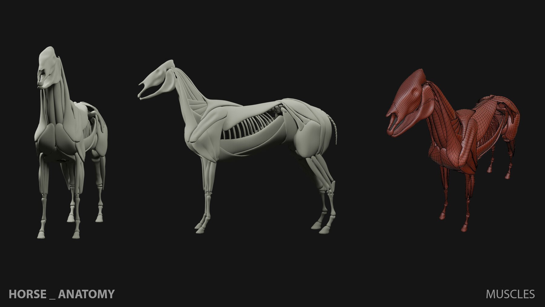 ArtStation - Beginner Horse Anatomy Model Kit | Resources