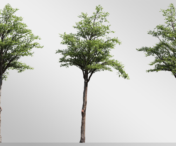 ArtStation - Silver Birch Trees _Set01 | Resources
