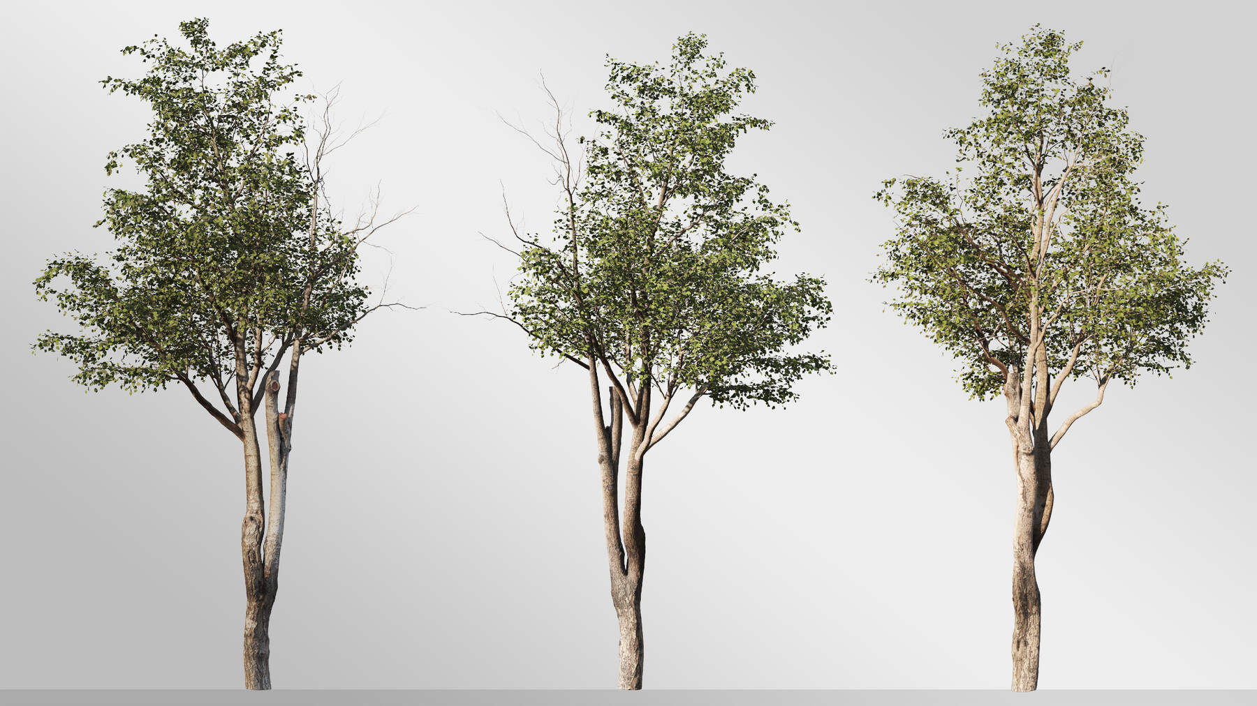 ArtStation - Silver Birch Trees _Set01 | Resources