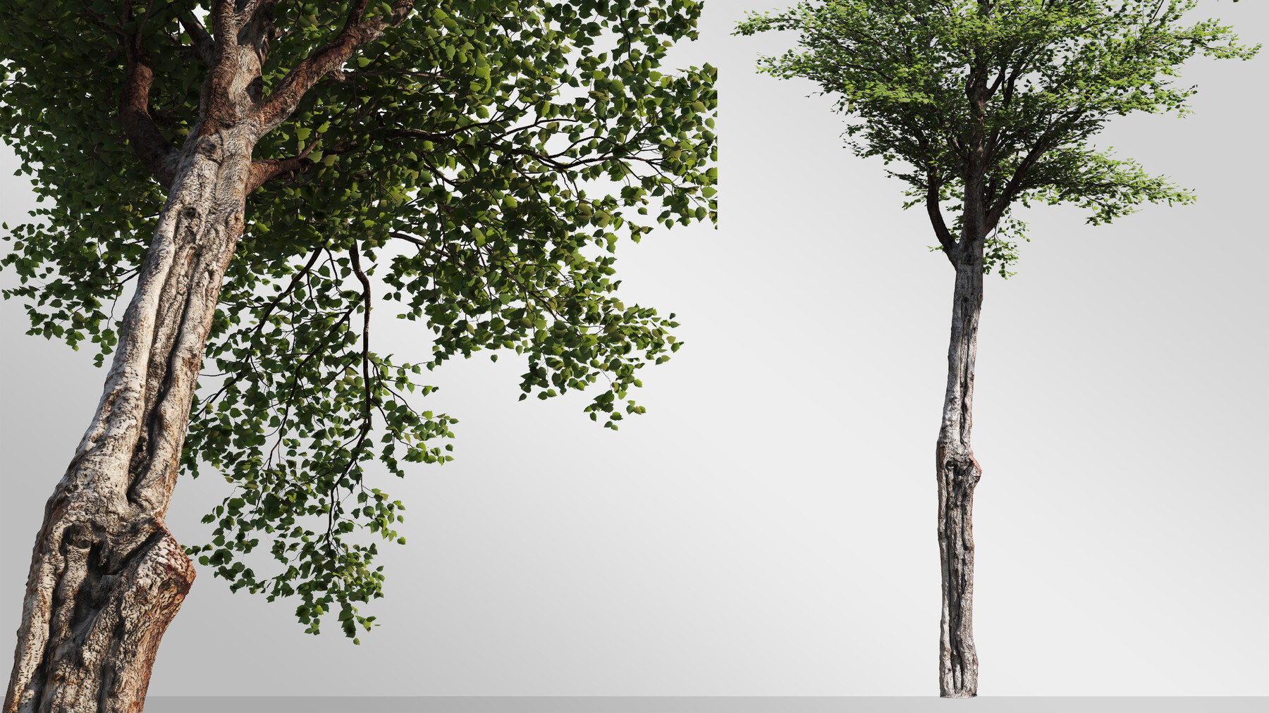 ArtStation - Silver Birch Trees _Set01 | Resources