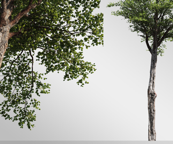 ArtStation - Silver Birch Trees _Set01 | Resources