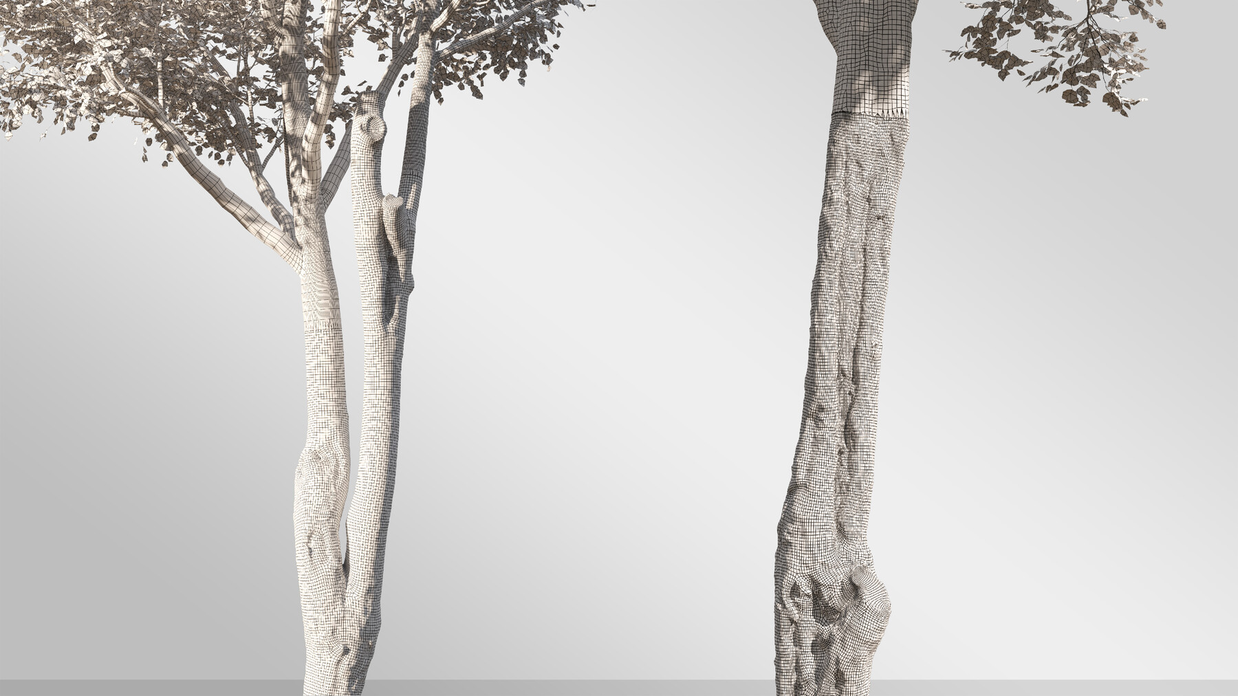 ArtStation - Silver Birch Trees _Set01 | Resources