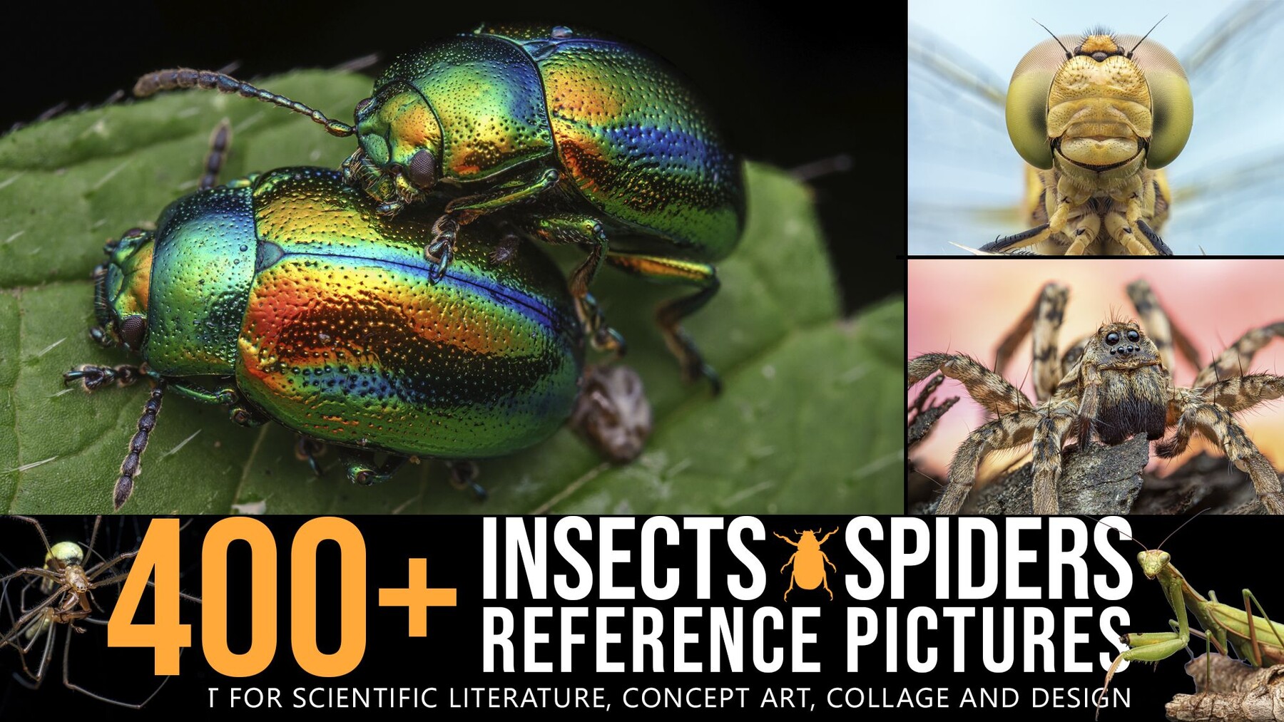 Grafit Studio - 400+ Insects and Spiders Reference Pictures