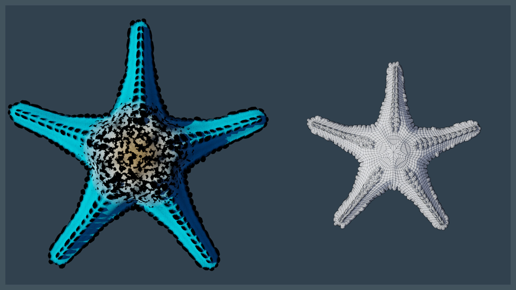 ArtStation - Starfish Variety Pack 2 | Game Assets