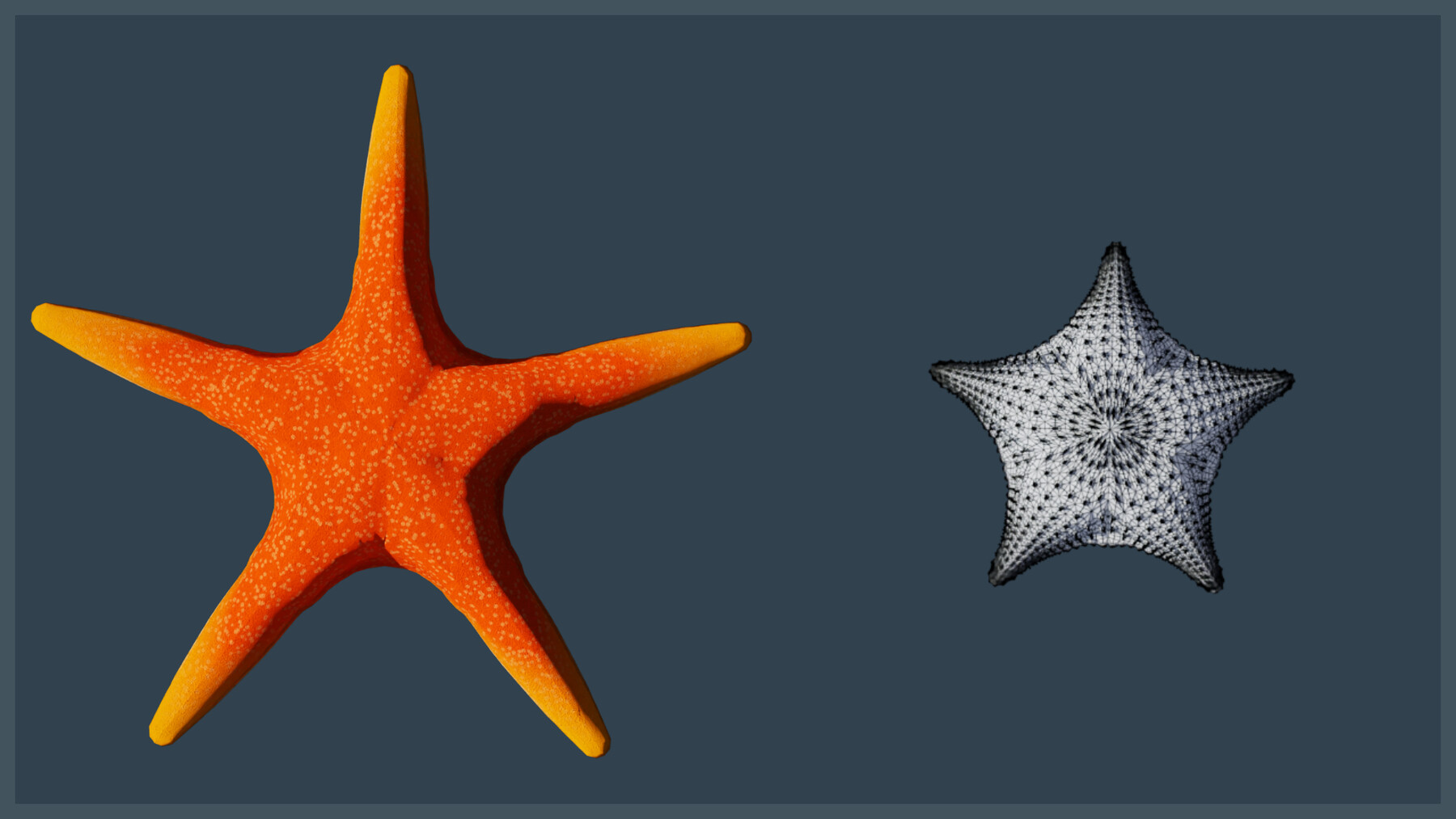 ArtStation - Starfish Variety Pack 3 | Game Assets