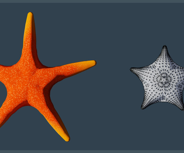 ArtStation - Starfish Variety Pack 3 | Game Assets