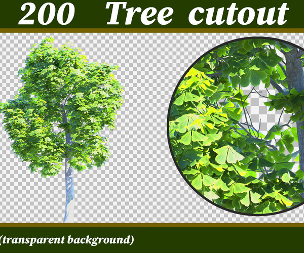 ArtStation - Tree cutout png 4k & psd (Alder, Maple, Weeping willow ...