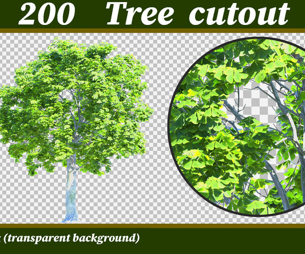 ArtStation - Tree cutout png 4k & psd (Alder, Maple, Weeping willow ...