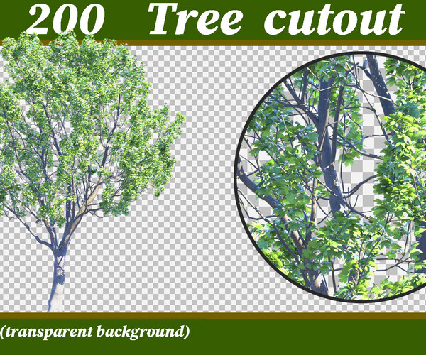 ArtStation - tree cutout png 4k & psd (Alder, Maple, Weeping willow ...