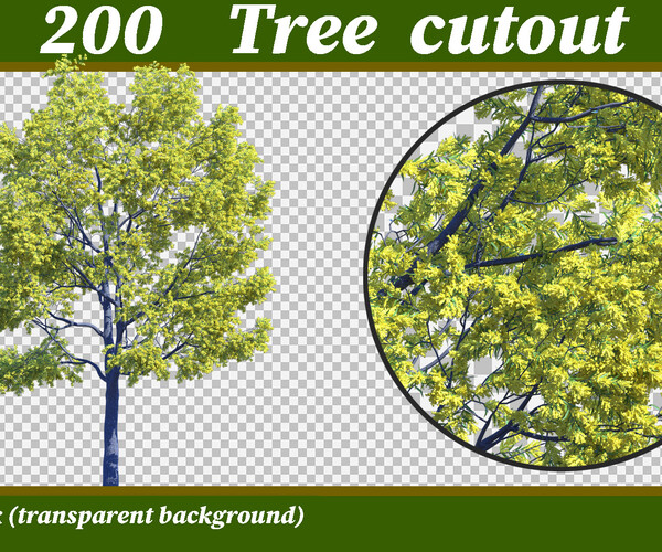 ArtStation - tree cutout png 4k & psd (Alder, Maple, Weeping willow ...
