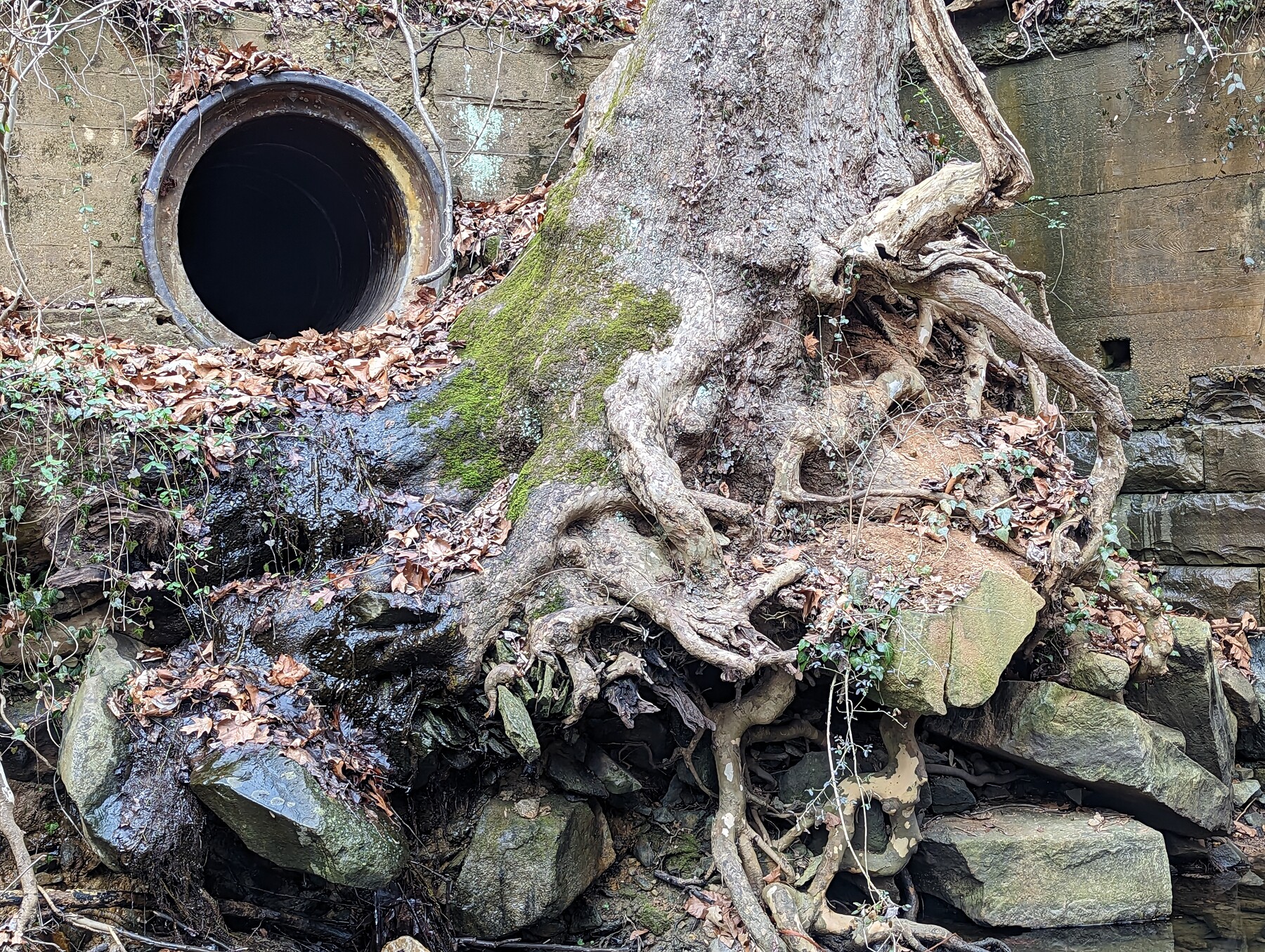 ArtStation - Trees Reference Pack - 371 Images | Resources